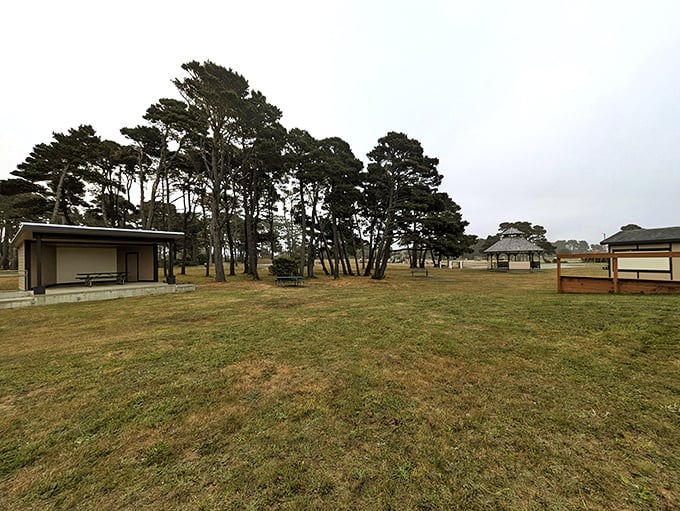 Nature and recreation blend seamlessly at this park where shore pines create natural sculptures against the coastal sky.