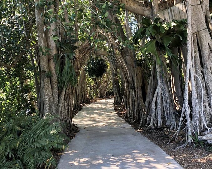 Walking through this banyan tunnel feels like entering a fantasy novel – half expecting woodland creatures to start giving directions.