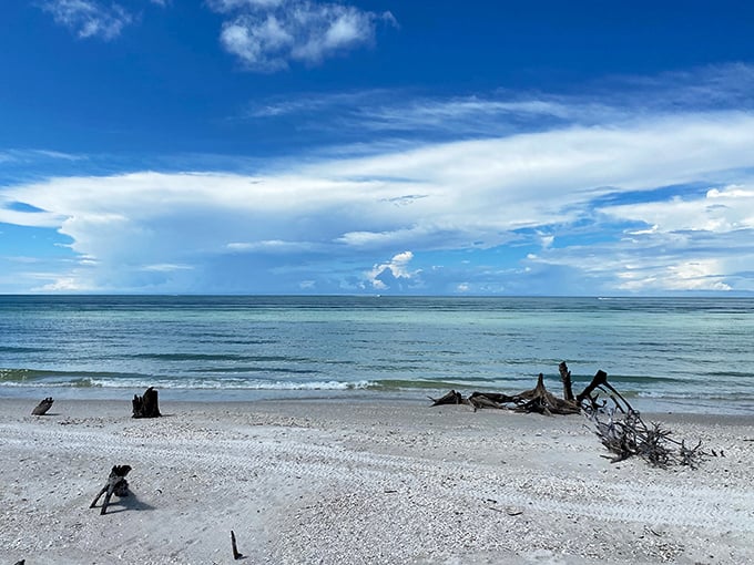 Nature's artistry on full display—driftwood sculptures against a canvas of turquoise water and powder-white sand. Gallery admission: completely free.