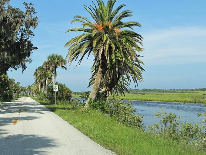 The quintessential Florida experience: majestic palms, shimmering water, and a road that beckons with promises of discovery.