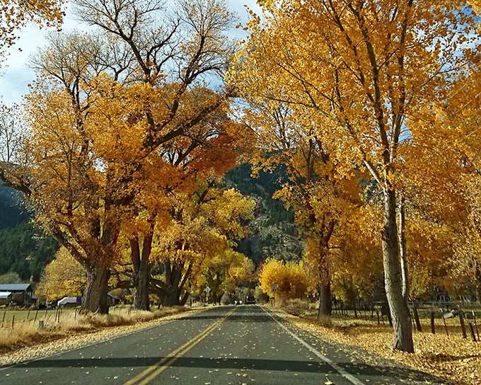 Nature's golden canopy creates a tunnel of fall splendor, inviting you to drive slowly and savor every sun-dappled moment.