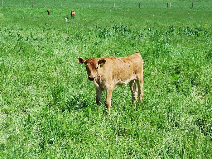 This young calf isn't just posing for the camera—it's showcasing what real farm-to-table means before the table even enters the equation.