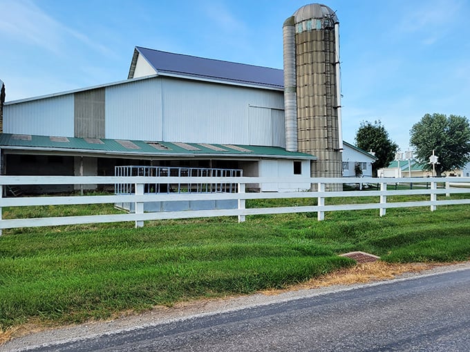 This classic barn with its towering silo isn't just Instagram-worthy – it's a working testament to agricultural traditions that have sustained generations.