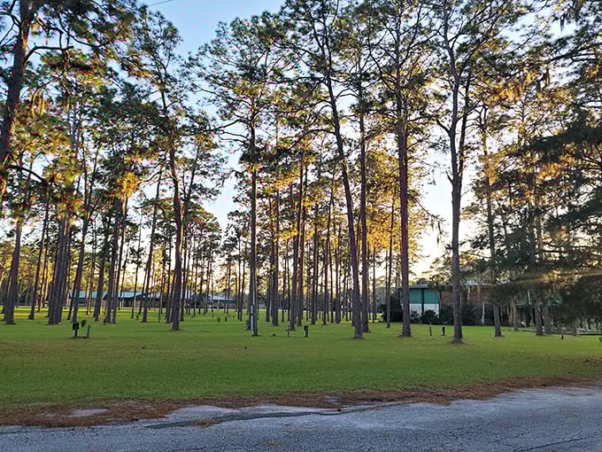 Towering pines create nature's cathedral at Forest Capital Museum State Park, where Florida's timber history comes alive without the admission prices of Orlando.