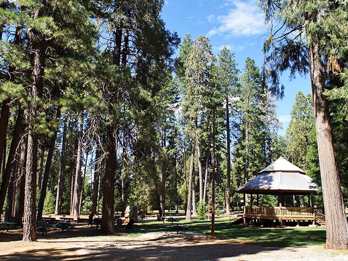 Towering pines create nature's cathedral at Leroy E. Botts Memorial Park, where picnics come with a side of majestic tranquility.