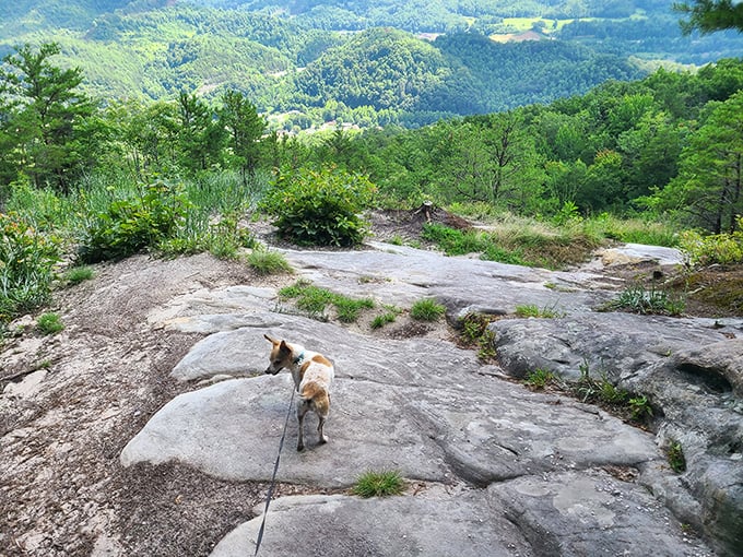 Who's the real star of this vista? The panoramic view or the four-legged hiking companion contemplating life's big questions?