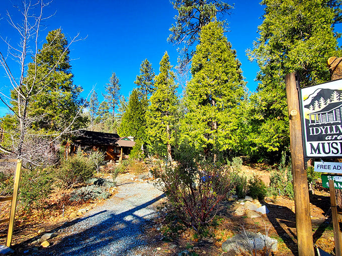 History preserved in pine-scented air. This museum holds mountain memories in a building that looks like it belongs on a Christmas card.