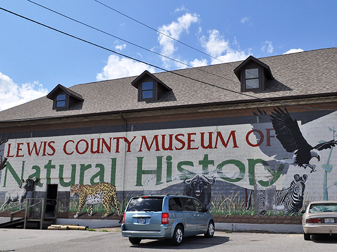 The Lewis County Museum of Natural History doesn't just display wildlife – it celebrates it with a mural that's essentially the animal kingdom's version of a class photo.