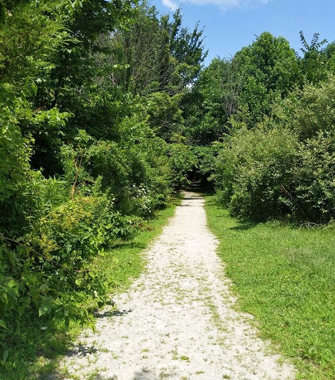 Nature's version of the yellow brick road – this trail promises adventure without the flying monkeys, just the whispered invitation of rustling leaves.