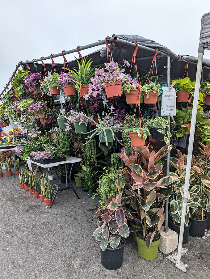 A hanging garden of possibilities. These potted plants aren't just decor—they're future members of your household waiting to be adopted.