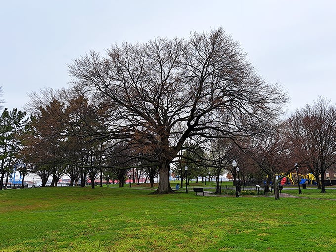 Majestic trees stand sentinel in this peaceful park, offering the kind of natural respite that reminds you some of life's greatest luxuries—like shade and greenery—remain absolutely free.