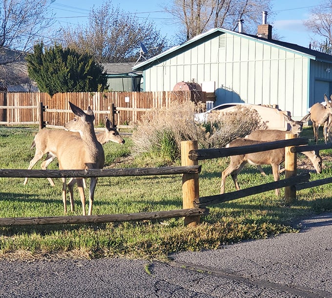Local deer treat suburban yards like their personal salad bar – and nobody's complaining about these dinner guests.