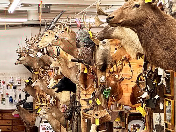 The taxidermy section isn't for everyone, but it's a fascinating glimpse into Virginia's hunting traditions—these silent sentinels have stories that would make Hemingway reach for his typewriter.