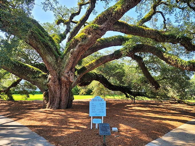 The Big Oak stands as Thomasville's natural celebrity – over 330 years old and still spreading its magnificent limbs with Southern grandeur.