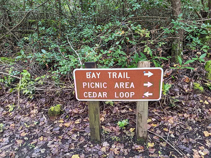 Life's big decisions made simple: Bay Trail, Picnic Area, or Cedar Loop? At Jones Lake, even the directional signs invite you to slow down and choose your own adventure.