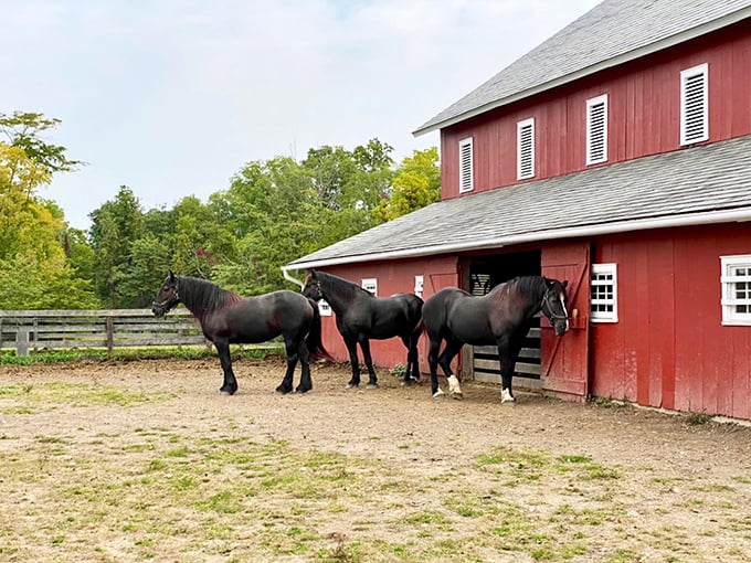 These magnificent draft horses aren't just farm eye candy—they're the original horsepower that built America, one field at a time.