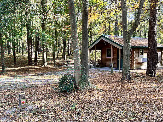 Rustic cabins nestled among towering pines offer a cozy retreat after a day of exploration—like summer camp for grown-ups!