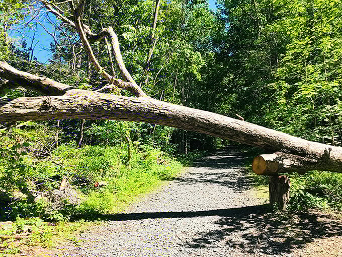 Nature's version of "you shall not pass!" This fallen sentinel creates a momentary pause before revealing the treasures beyond.
