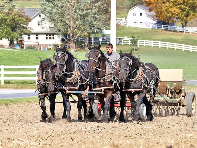 These magnificent draft horses aren't just showing off—they're demonstrating authentic farming techniques that have worked for generations.