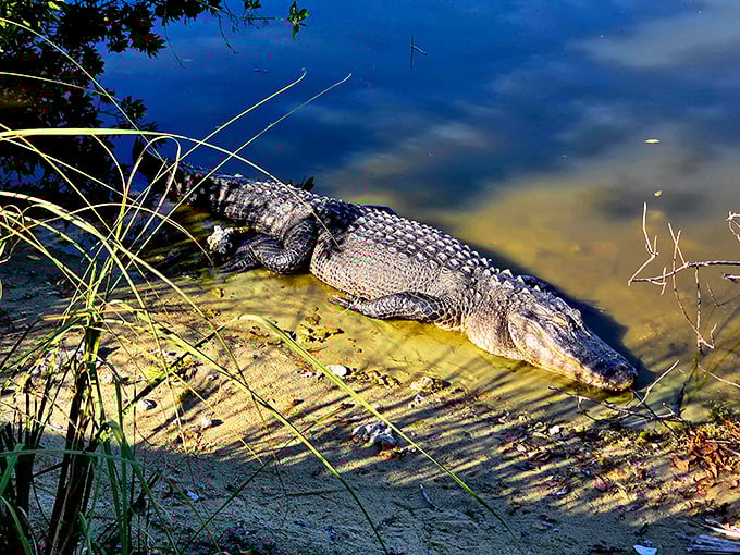 This gator's living its best life, completely unbothered by your presence and looking surprisingly photogenic for a prehistoric reptile.