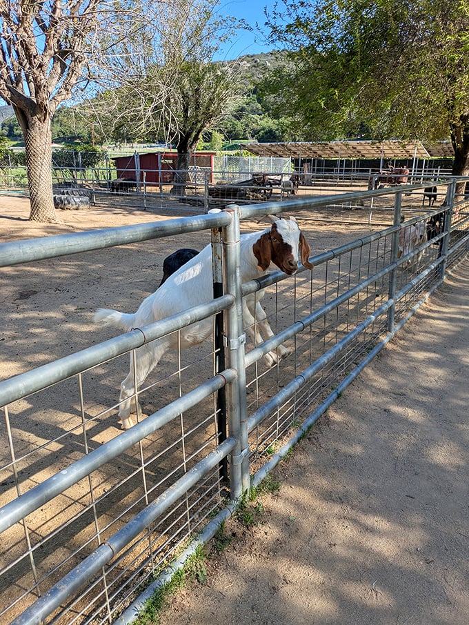 This inquisitive goat seems to be wondering if you brought treats – the unofficial welcoming committee has four legs here.