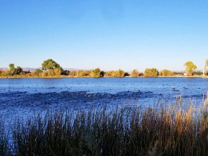 Blue hour magic at its finest – when the pond transforms into a liquid sapphire and the reeds whisper secrets to the evening breeze.