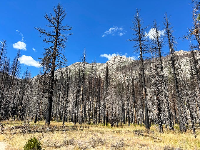 Fire-scarred sentinels stand guard over recovering meadowlands, a poignant reminder of nature's resilience in the face of wildfire challenges.