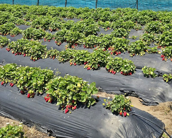 Nature's geometry lesson: perfectly aligned rows of strawberry plants stretching toward the horizon, each one a promise of sweetness to come.