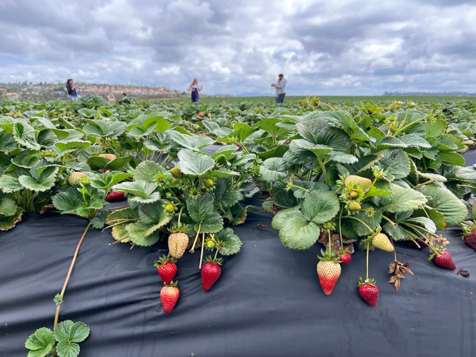 These aren't just plants—they're strawberry condominiums, each resident berry hanging like a ruby jewel against the black agricultural cloth.