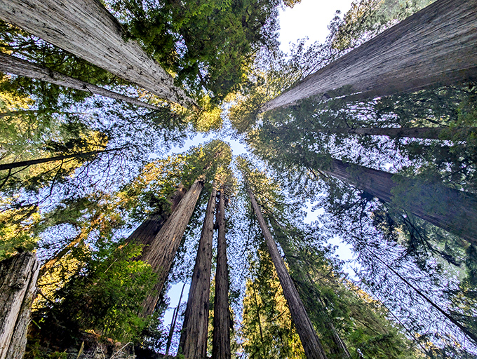 Look up! These ancient skyscrapers have been reaching for the heavens since before Rome was built. No elevator needed—just your sense of awe.
