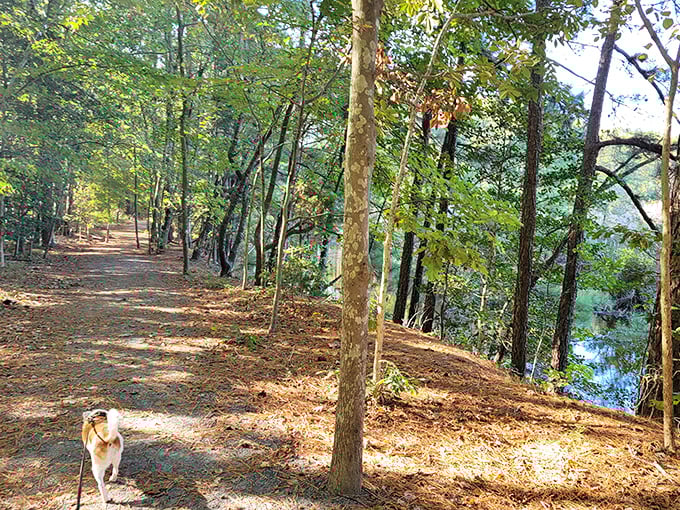 Trails that whisper stories of the past while dogs lead the way forward—the perfect Delaware adventure companions.