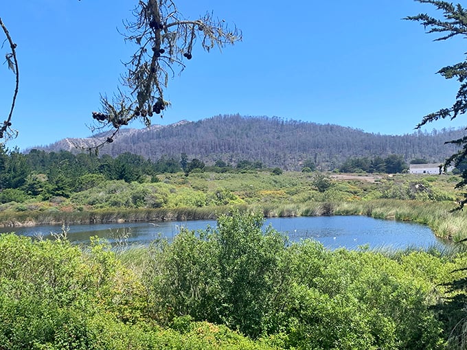 Freshwater meets saltwater in this tranquil wetland scene, where wildlife thrives just steps away from crashing ocean waves.