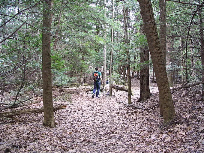 Wandering these leaf-strewn trails feels like stepping into a Thoreau essay—minus the required reading and with better scenery.
