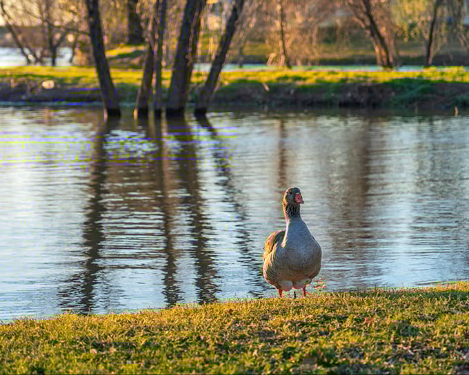 Even the local wildlife seems to understand the appeal of riverside living in Red Bluff, taking leisurely strolls with better views than most big-city penthouses.