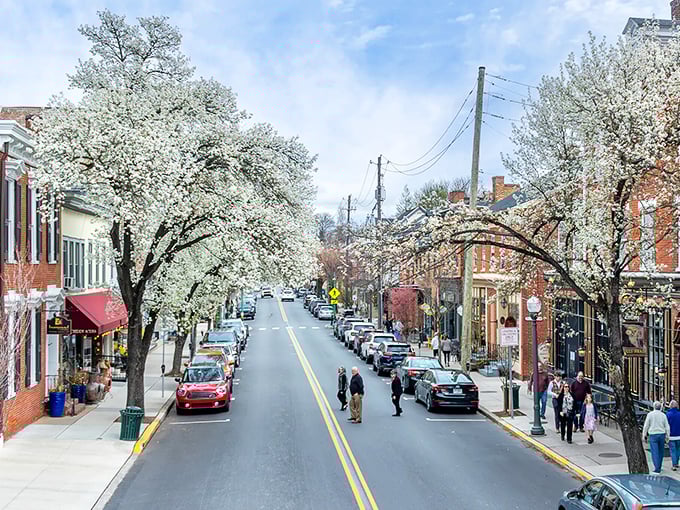 Lititz in spring bloom – where cherry blossoms transform Main Street into nature's answer to confetti.