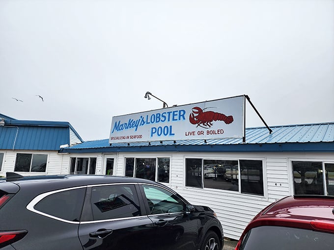 Markey's straightforward promise: "Live or Boiled" – no fancy marketing needed when your lobsters speak for themselves.