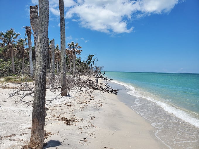 The beach less traveled – where tree trunks create natural beach art and footprints disappear with the next gentle tide.