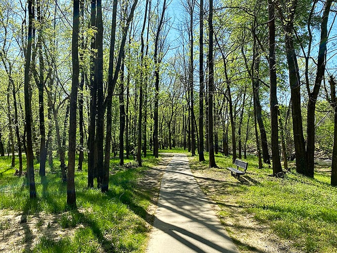 Nature's cathedral of towering oaks creates peaceful walking paths perfect for quiet contemplation.