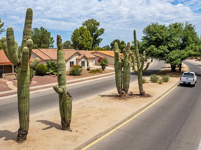 Stately saguaro cacti stand like sentinels along Green Valley's residential streets, showcasing the harmonious blend of homes and desert landscape.