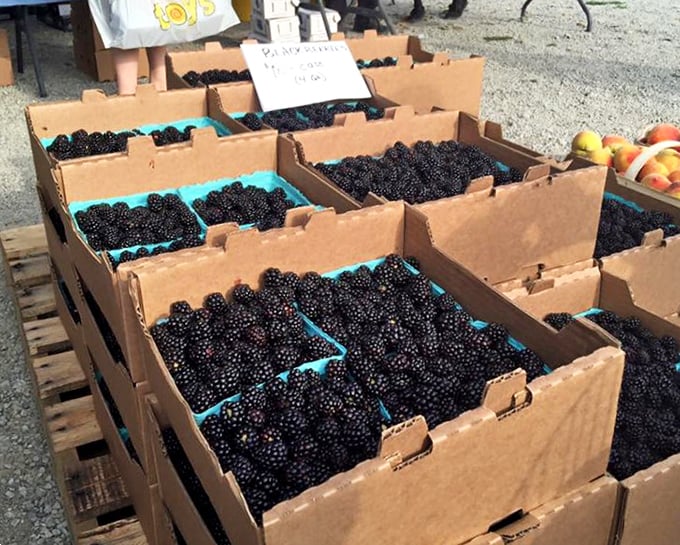 These sun-ripened blackberries aren't just fruit—they're summer memories waiting to be transformed into cobblers, jams, or eaten straight from the carton.