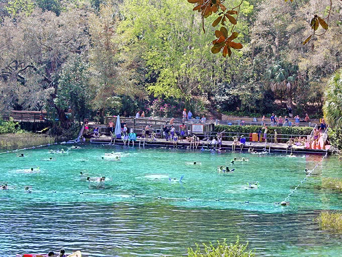 Crystal-clear Rainbow River waters invite swimmers to float in nature's own 72-degree air conditioning—a refreshment no country club pool can match.