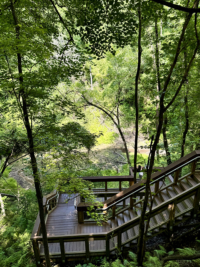 Looking down through the emerald canopy reveals glimpses of the boardwalk below, like a wooden ribbon wrapping nature's most unexpected gift.