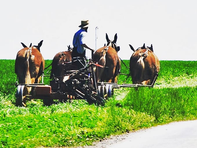 Horse power that doesn't require premium gas! Traditional farming methods create a scene straight out of a Norman Rockwell painting come to life.