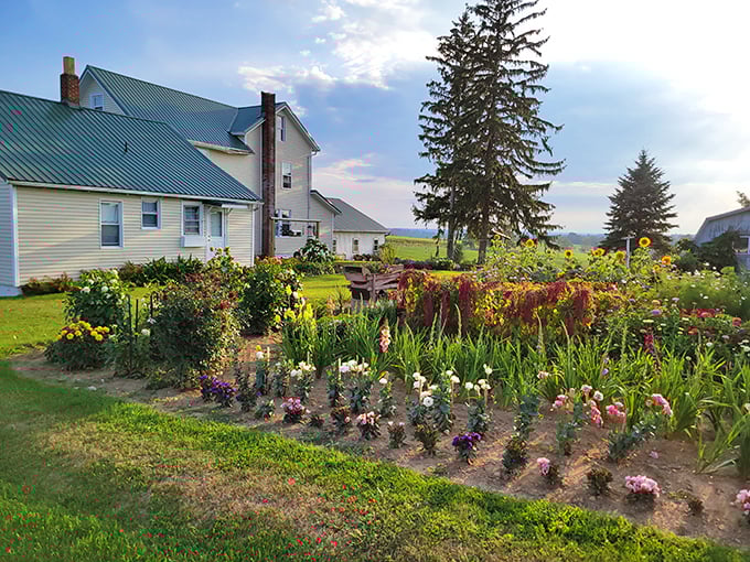 Gardens here aren't just decorative – they're edible masterpieces. This explosion of color provides both beauty and bounty for the practical Amish household.