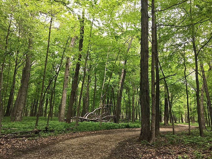 Cathedral of oaks and maples where the admission fee is simply your presence. The sermon? Pure, unfiltered tranquility.