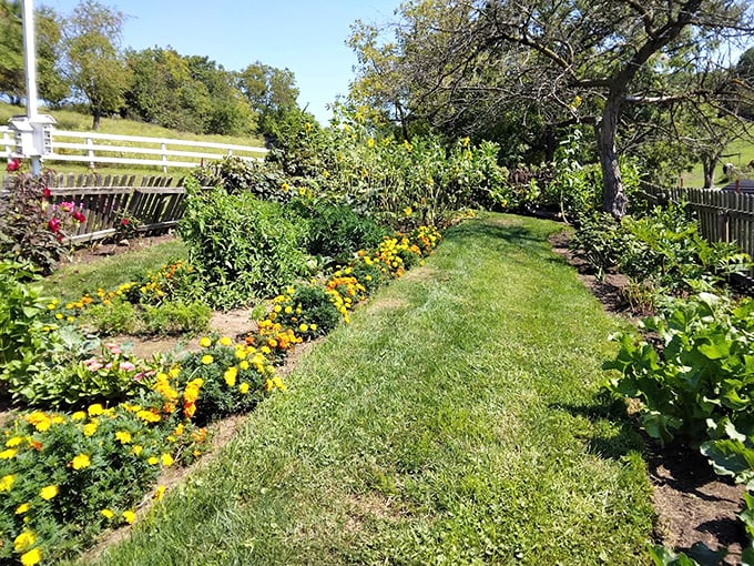 Garden paths where marigolds and vegetables coexist peacefully—a diplomatic achievement modern politicians could learn from.