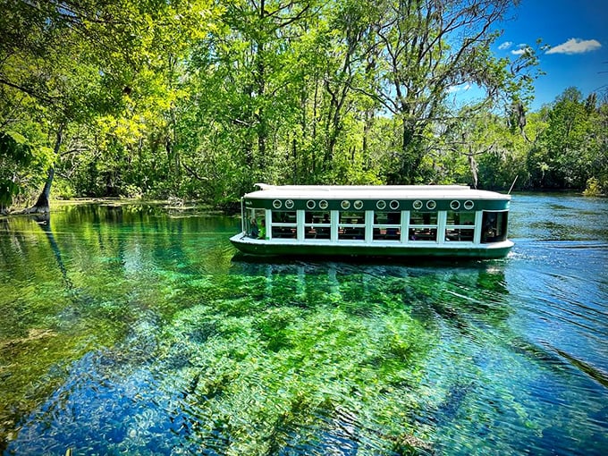 The original "underwater experience" before theme parks got fancy. These glass-bottom boats have been revealing subaquatic secrets since your grandparents were dating.
