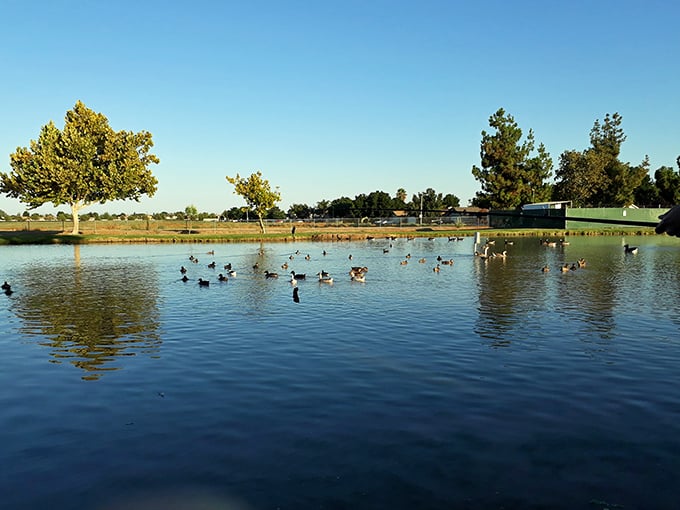 Nature's perfect mirror—Hidden Valley Park's pond reflects both clouds and contentment while providing waterfront property for dozens of ducks with excellent taste in real estate.