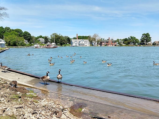 The local waterfowl have clearly gotten the memo—this is prime lakefront real estate where even geese stop to admire the view.