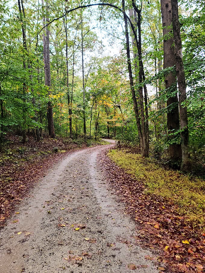 Lynch's Woods offers trails where the only rush hour involves squirrels commuting between oak trees.